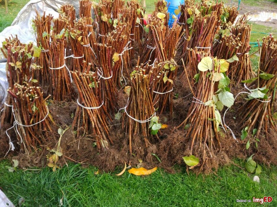 6 x Raspberry Canes with bare roots. Garden Fruit Plant. Rasberry. Glen ...