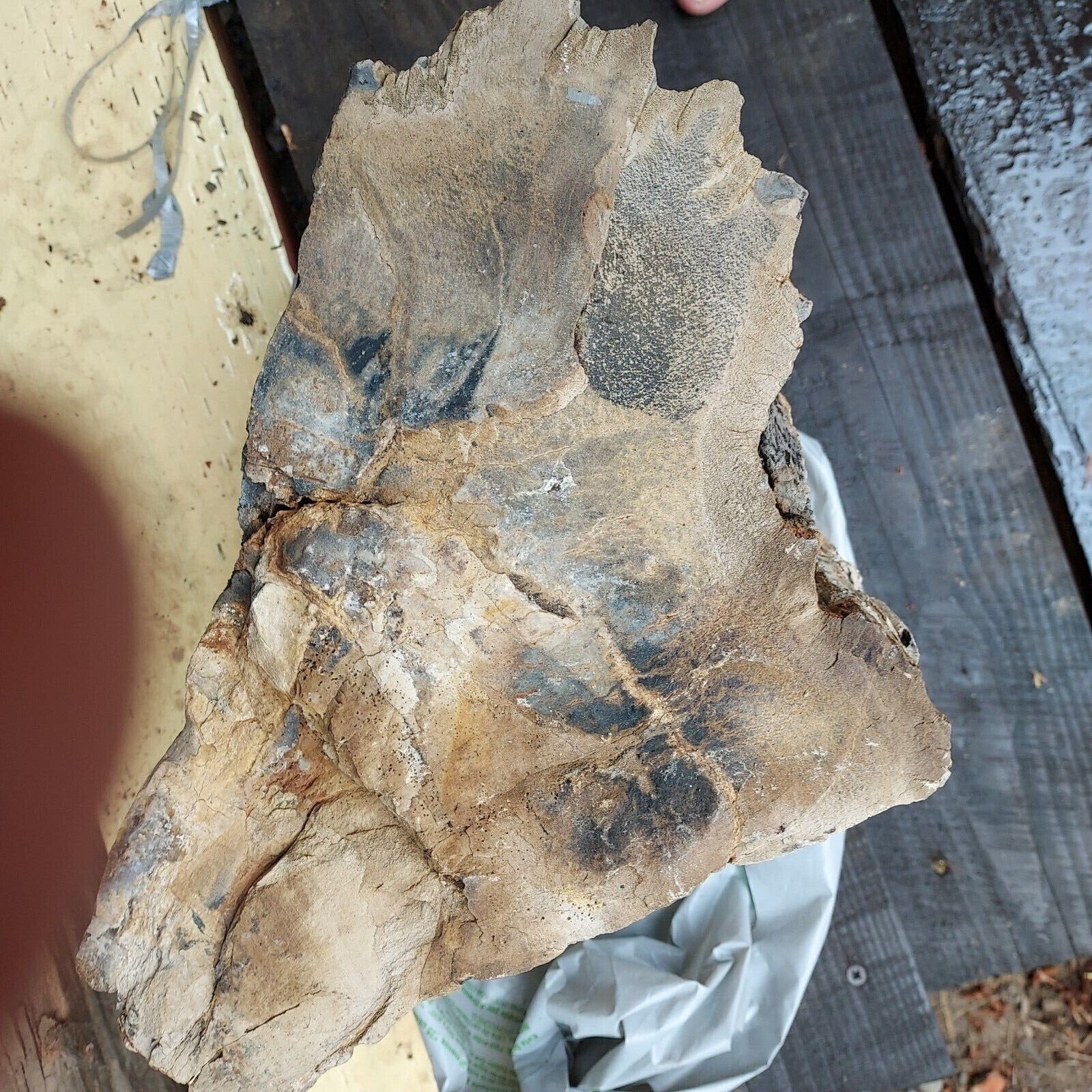 Rare Petrified Wood Trunk Bark 50 Lb Fossil Petrified Knotted String ...