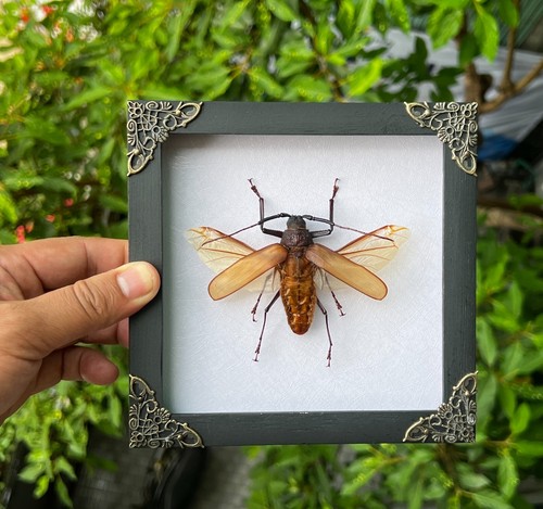 Framed Giant Beetle Specimen Real Taxidermy Insects And Bugs Preserved ...