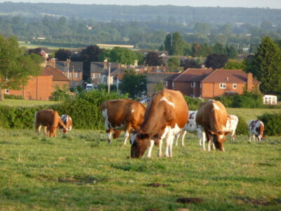 Photo 6x4 Hitcham Farm Ayrshires,from farm footpath view to Milner Road ...