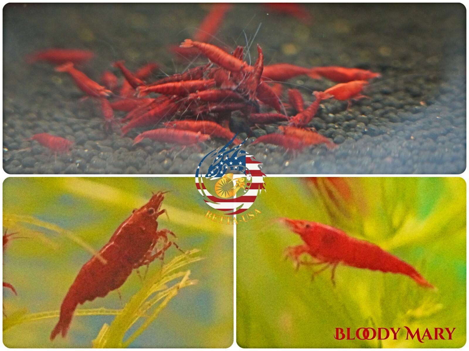10+1 Bloody Mary Shrimp Freshwater Neocaridina Aquarium Shrimp. Live ...