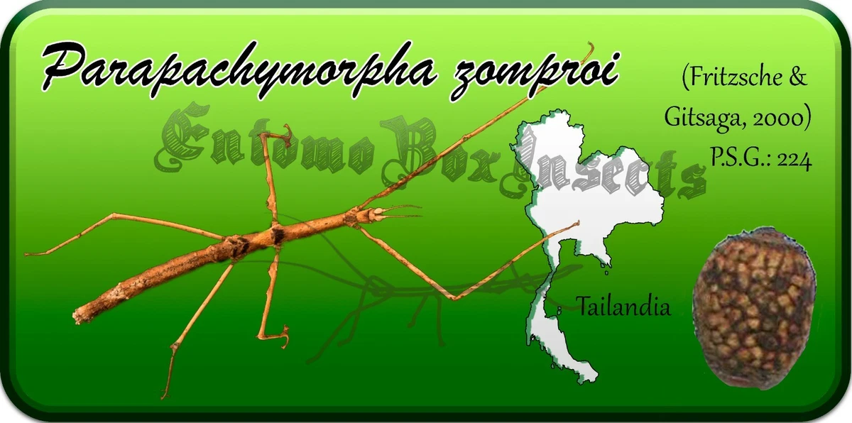Walking Stick Eggs