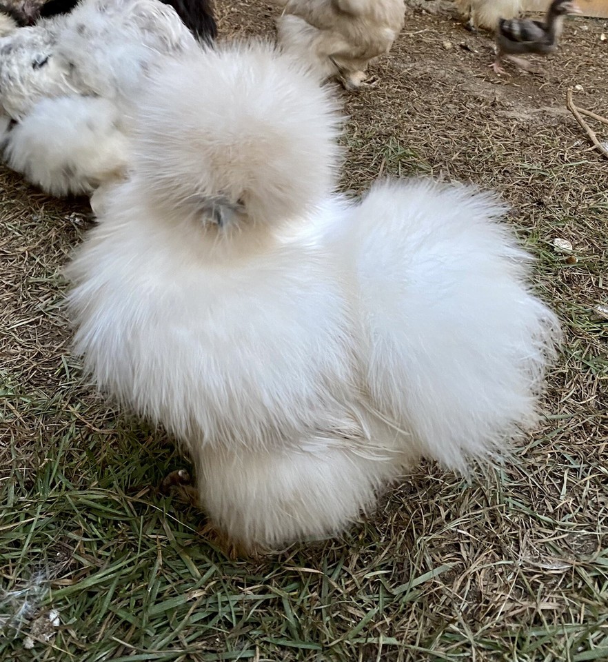 6 Bearded/Crested Show Quality Silkie & Showgirl chicken hatching eggs ...