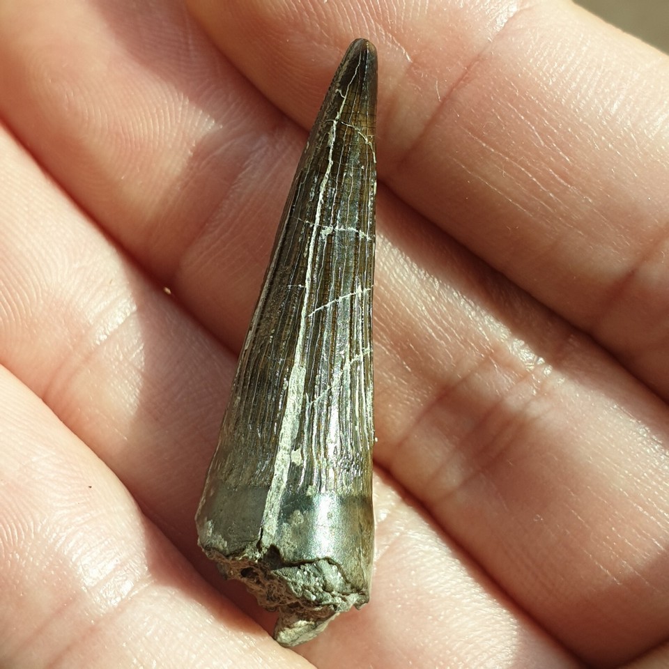Extremely Rare Pliosaur Tooth Fossil Liopleurodon? Marine Reptile ...