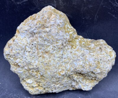 Fossilized Indiana Agate crinoid Stems In Jasper Bedrock 2oz | eBay