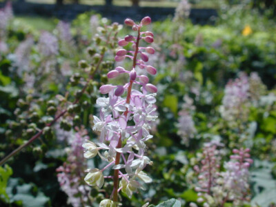 pigeonberry, rouge berry (Rivina humilis)—50 seeds ($3.50) | eBay