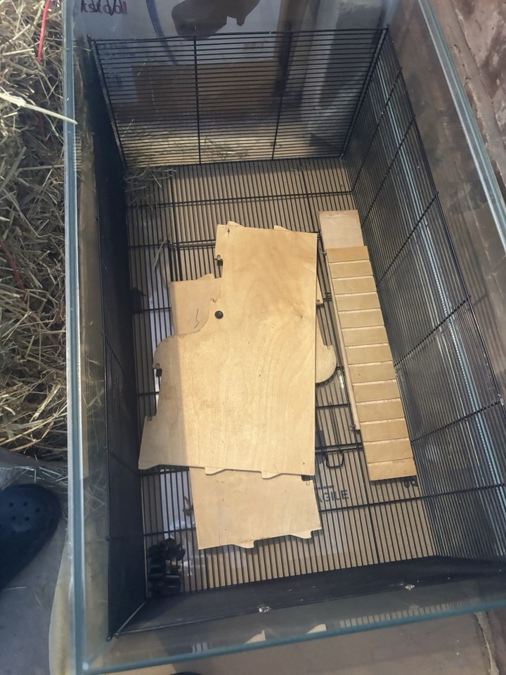 Falco Small Pet Cage for Gerbils, Hamsters, and Mice | eBay UK