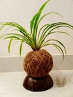 Bonsai Kokedama Balls "NEW Handmade" Garden Planter Pots Small/Medium ...