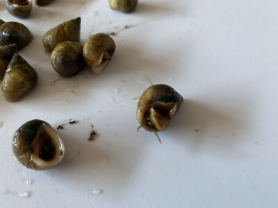 10 Live Saltwater Periwinkle Snails For Aquarium Fish Tank Filter Algae ...