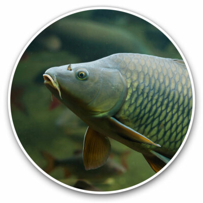 2 x Vinyl Stickers 7.5cm - Wild Common Carp Fish Fishing Cool Gift ...