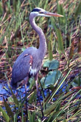 FOUND BIRD SLIDE Photo VINTAGE Found 35mmTransparency ORIGINAL 42 LA 88 ...