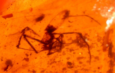 Cretaceous Spider in Burmite Amber Fossil Gemstone Cabochon Dinosaur ...