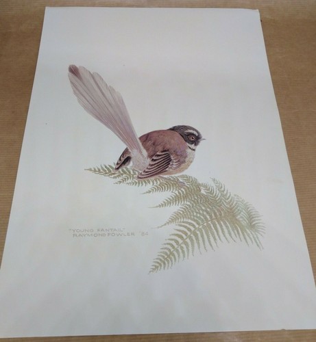 Raymond Fowler Print "Young Fantail" 12" x 9" | eBay