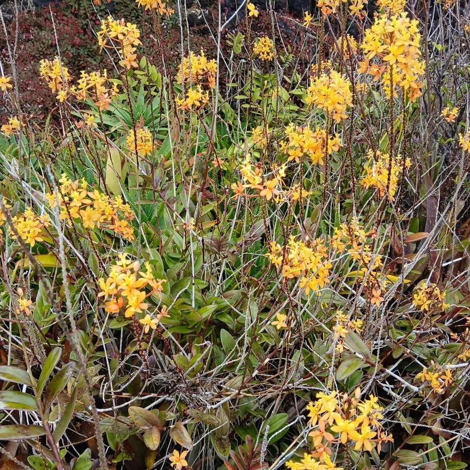 EPIDENDRUM Reed Stem Orchid 3 Pieces With Roots Division Yellow Flower ...