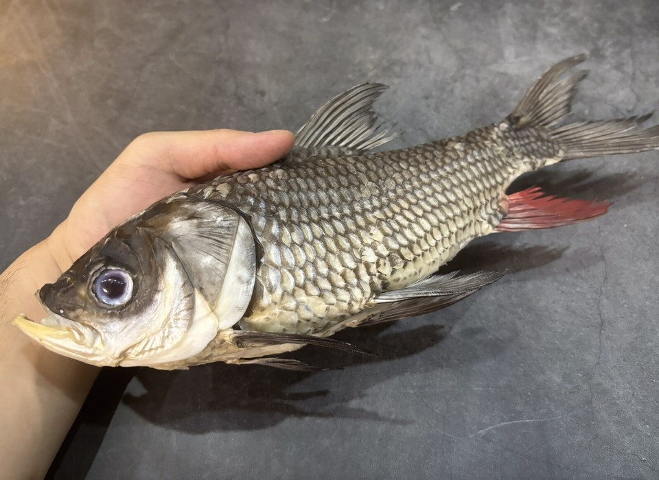 Taxidermy Rare Mekong Giant Barp Museum Quality Carp Real Fish Skin ...