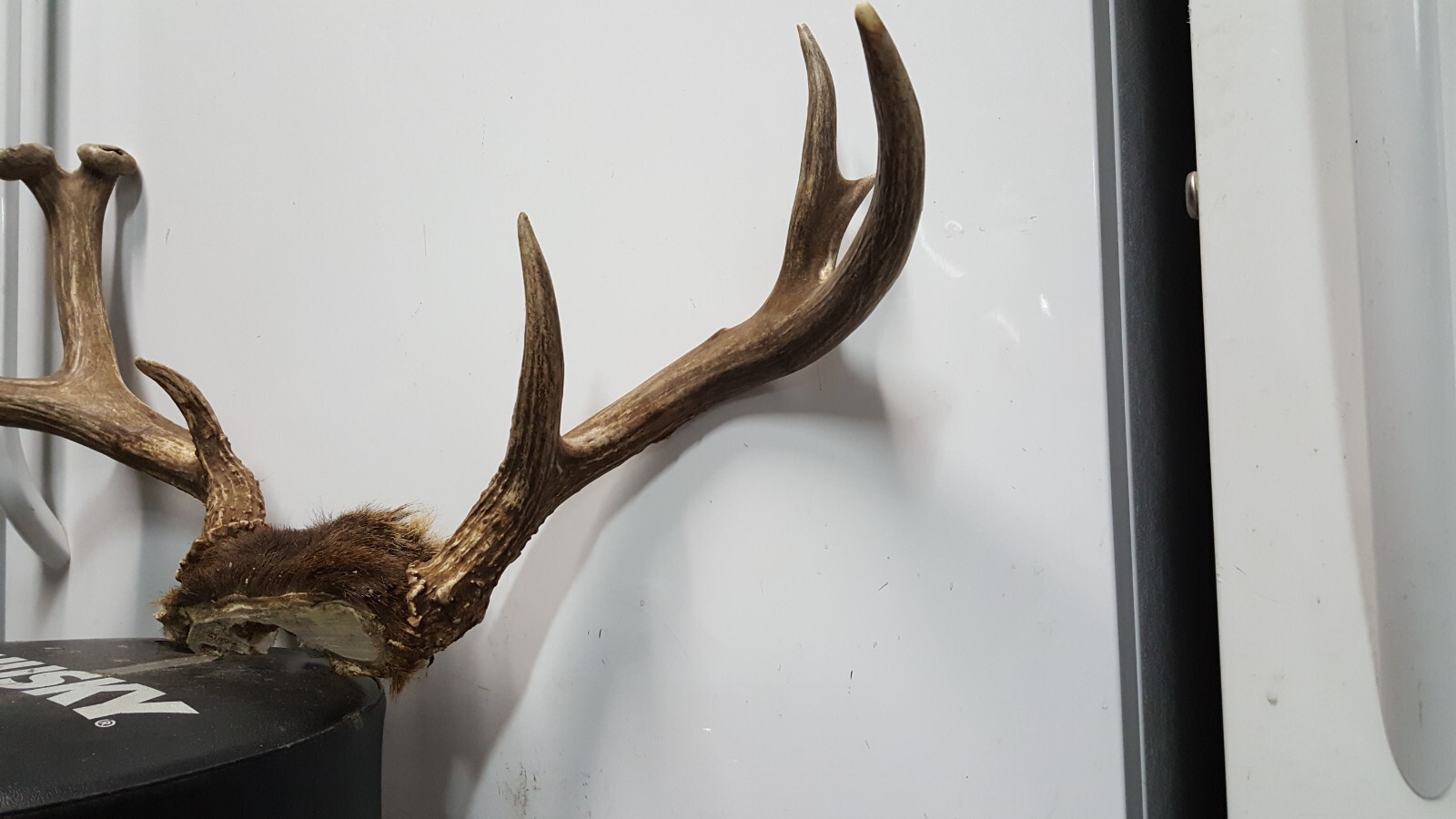 27" FREAK ACORN Buck MULE DEER RACK antlers whitetail mount sheds ...