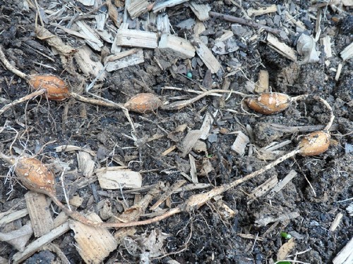 RARE! Apios americana GR/ American Potato Bean/ Groundnut Edible - 5 ...