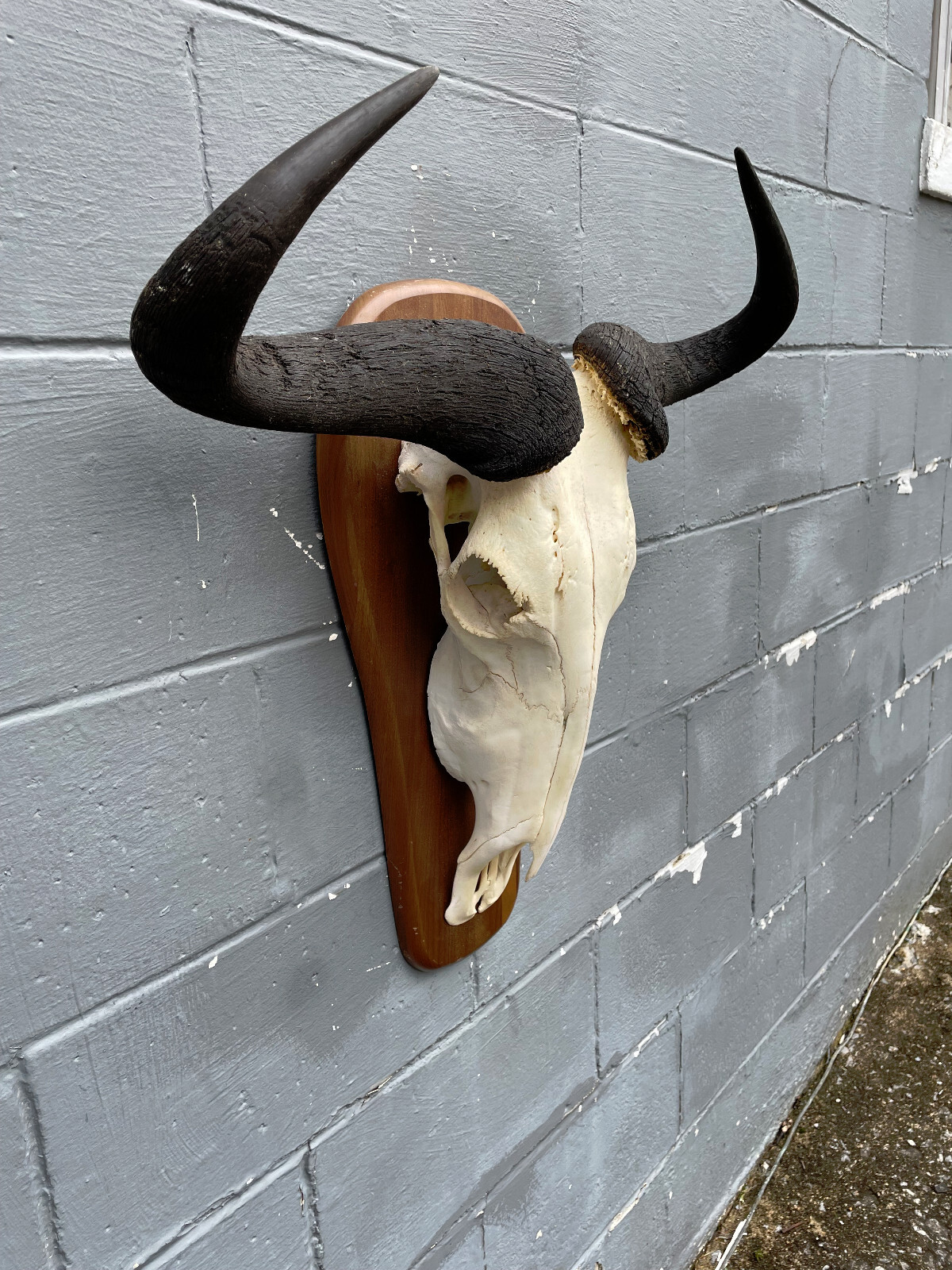 European Type Taxidermy Mount, of a BLUE WILDEBEEST full Skull, With Big Horns | eBay