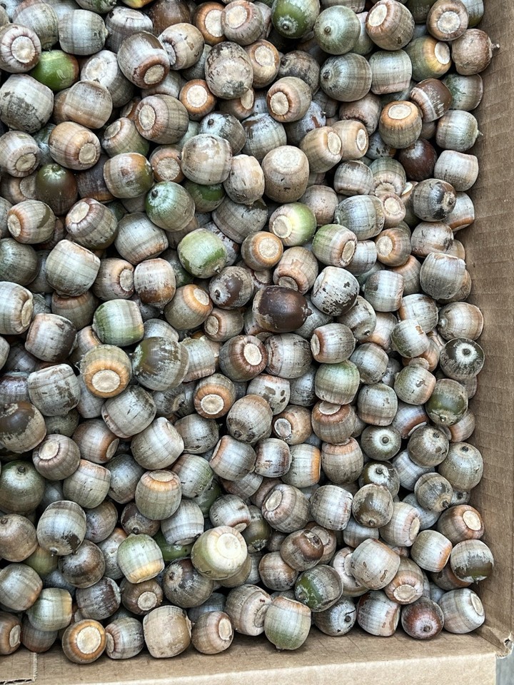 2025 10 Pounds Fresh Red Oak Acorns Wildlife Feed, Planting Western PA ...