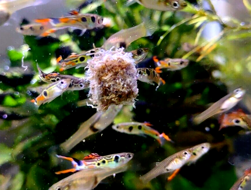 PURE RUSSIAN RED STAECK Endler's 3 Pairs (2 Pair+ One Free Pair (3M/3F ...