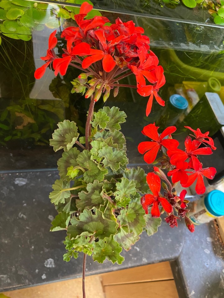 **SUPER GERANIUM “STADT BERN”UNSUAL dark RED FLOWER COLLECTOR PLANT ...