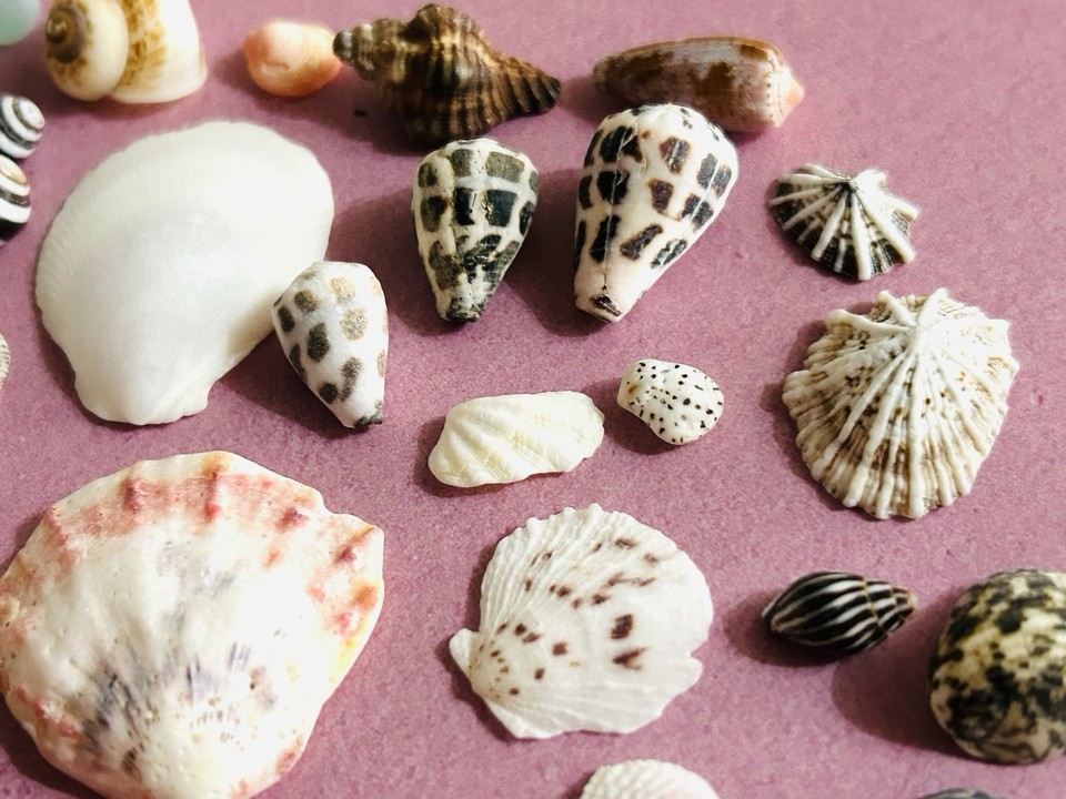 Okinawa shell from japan rare Colorful small | eBay