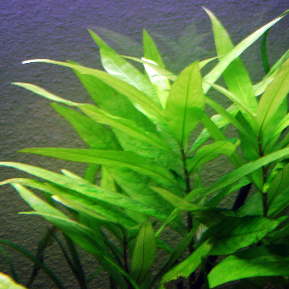 BUY 2 GET 1 FREE Hygro Blue (Hygrophila Salcifolia) Live Aquarium ...