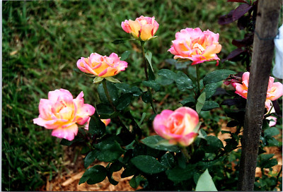 Vintage 1990s Found Photo - Pretty Close Up Shot Of Flowers Blooming In ...