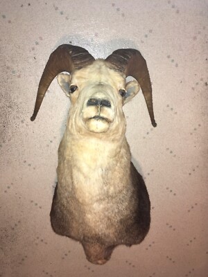 Big Horn Stone Horn Sheep Taxidermy Mount | eBay