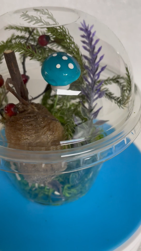 one 6 oz Hatching Cup Praying Mantis Kit + 1 Egg Case ootheca 2025 | eBay