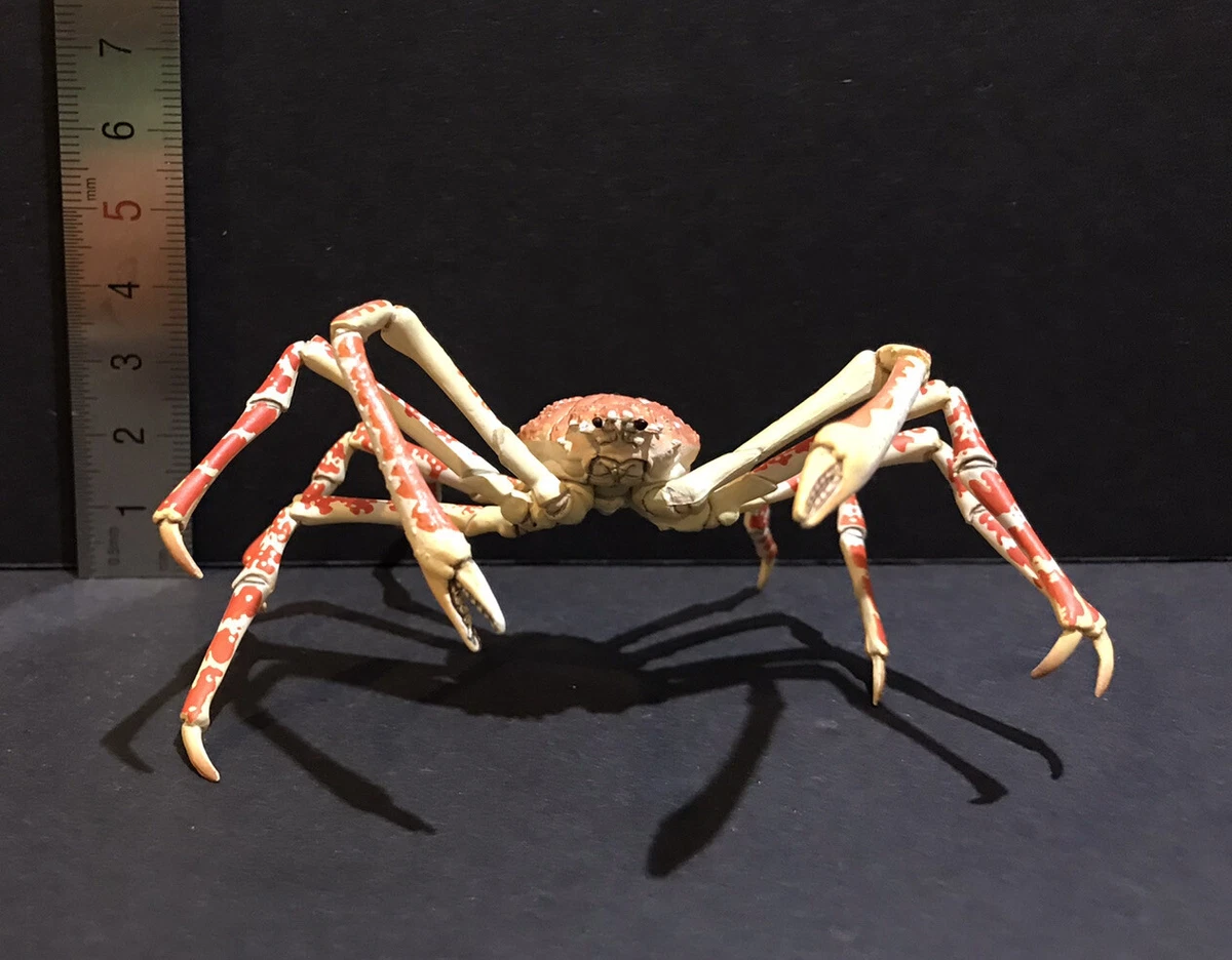 Japanese Giant Spider