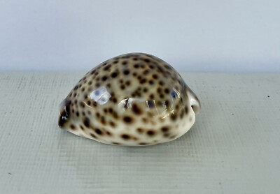 Cypraea Cervus Cowrie Seashell 63 mm 2.5” Shell Tigris Tiger ...