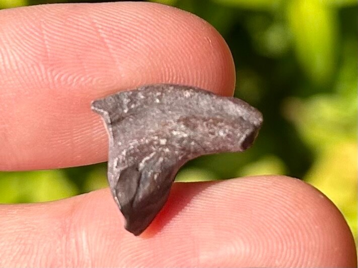 Theropod Dinosaur Claw Fossil from Niger Dino Bones Kryptops ...