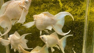 MOLLY SAKURA POLKA DOT BLUE EYE LYRETAIL BREEDING XL SIZE LIVE FISH ...