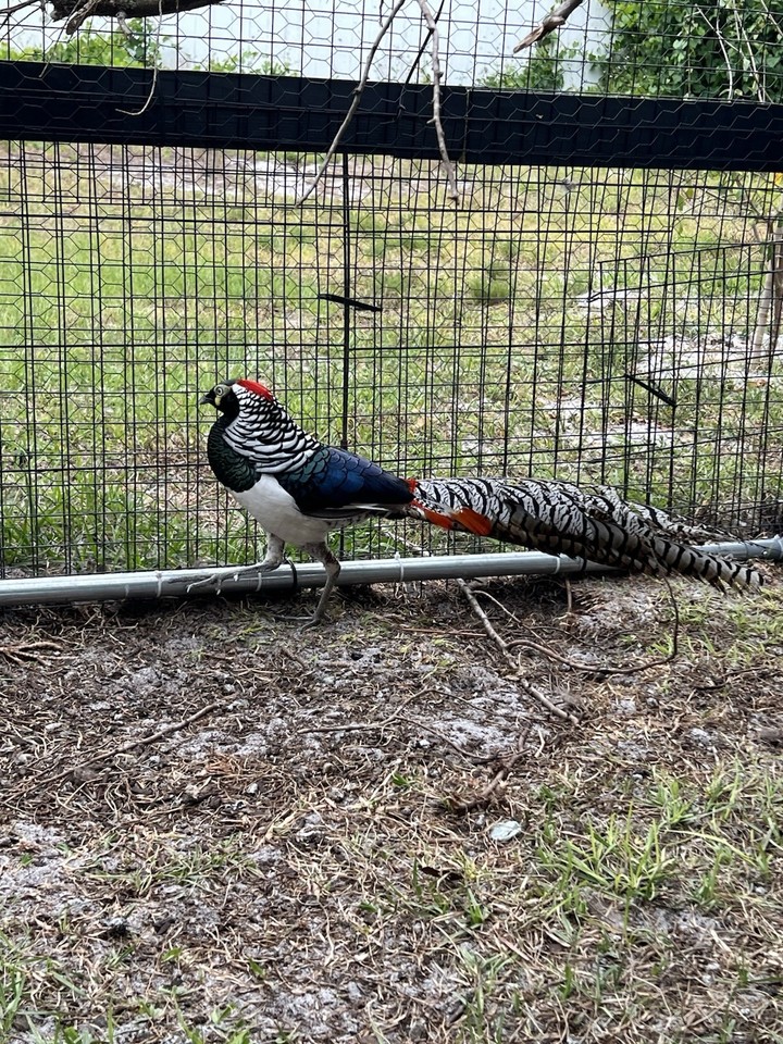 6 Lady Amher Pheasant Hatching Eggs Top Quality Bloodlines. Proven ...
