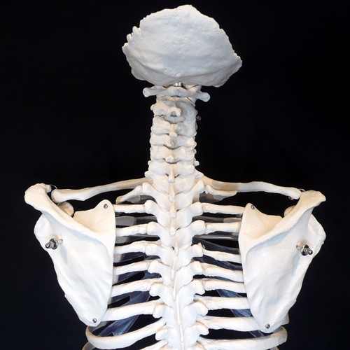 Anatomical Human Skeletal Trunk Model - Medical Skeleton Torso Anatomy ...