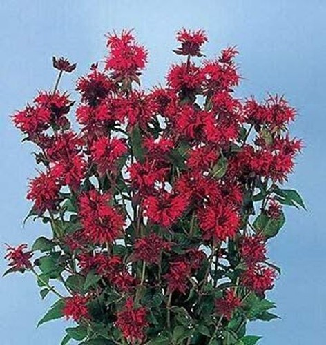 Monarda (bee Balm) Didyma Panorama Red Shades 25 Seeds. GRX SEEDS | eBay