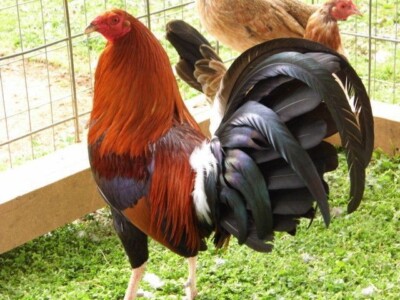 Livestock Supplies - Gamefowl
