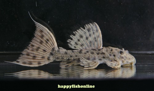 CUTE BABY L096 SPOTTED SPINY CACTUS PLECO! WICKED LITTLE LIVE FISH! WC ...