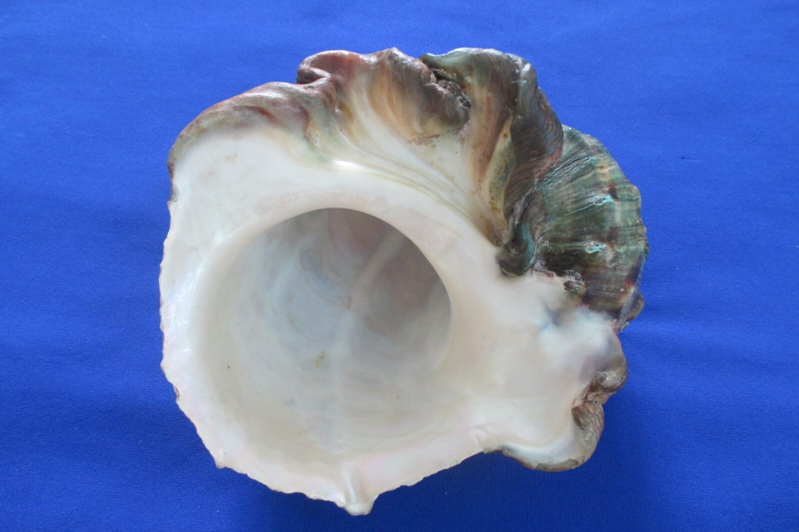 HUGE Nature Turbo marmoratus- Green turban Shell, 219mm length (8 ...