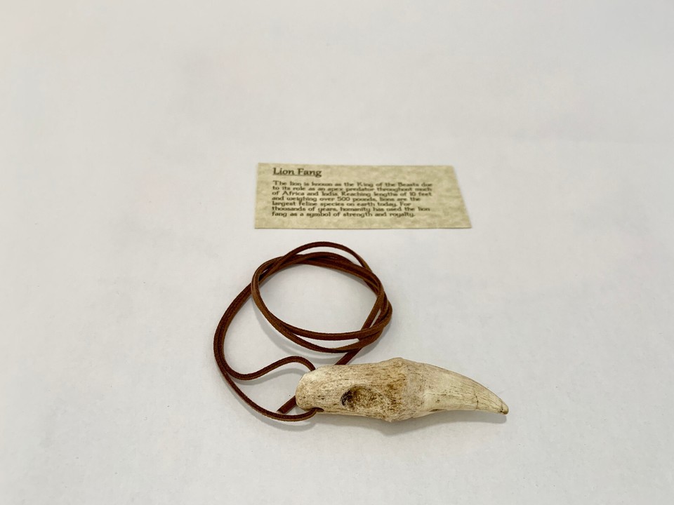 African Lion Fang Tribal Talisman Necklace Cast Resin Fossil Replica 3 ...