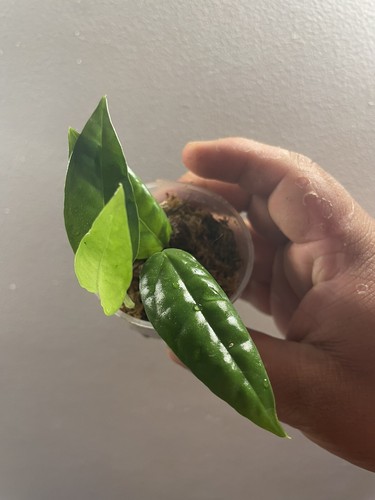 epipremnum cebu Blue Variegata | eBay