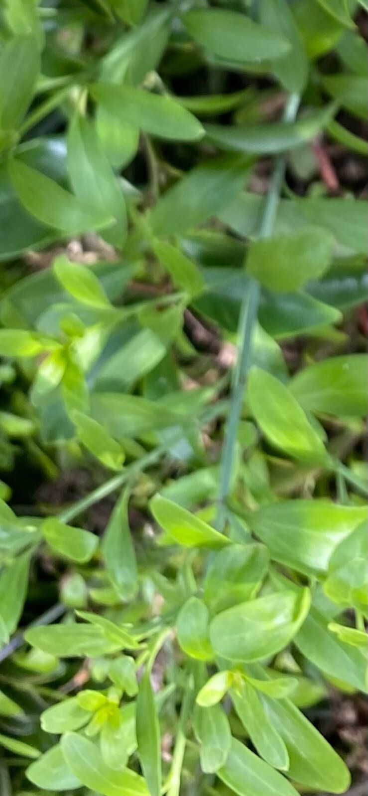 Island Snapdragon – 50 seeds – Gambelia speciosa - germination tested ...