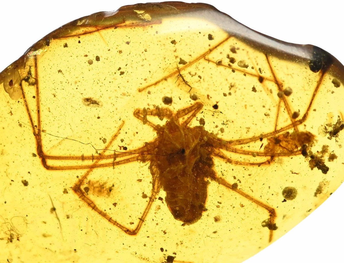 Amber Preserved Fossil Ancient Lizards In Amber Amaze Scientists | CBC