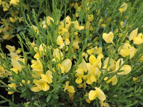 1 Stück Edelginster Ginster Allgold (cytisus praecox) im Topf 40-60 cm ...