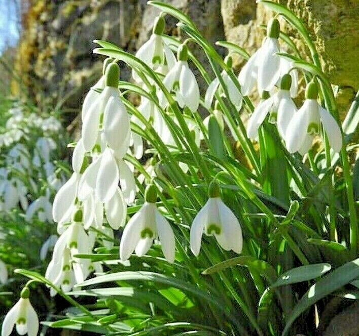 Snowdrop bulbs 50 Native English snowdrops SPRING flowering bulbs | eBay UK