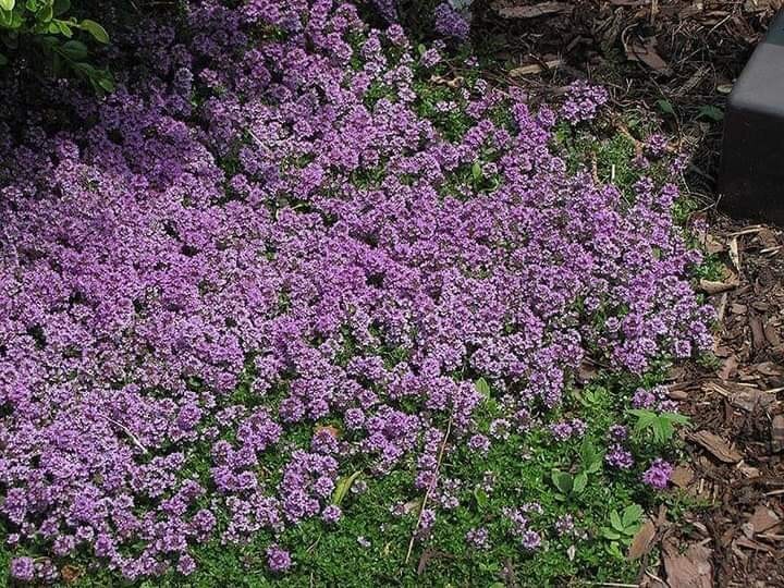 Dwarf Creeping Thyme Seeds, Thymus Serpyllum, Ground Cover, 100 seeds ...