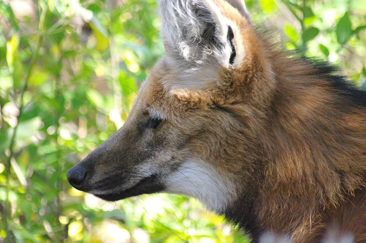 Maned Wolf Head