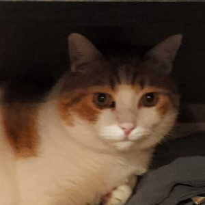 Leon the Cat | eBay UK Stores