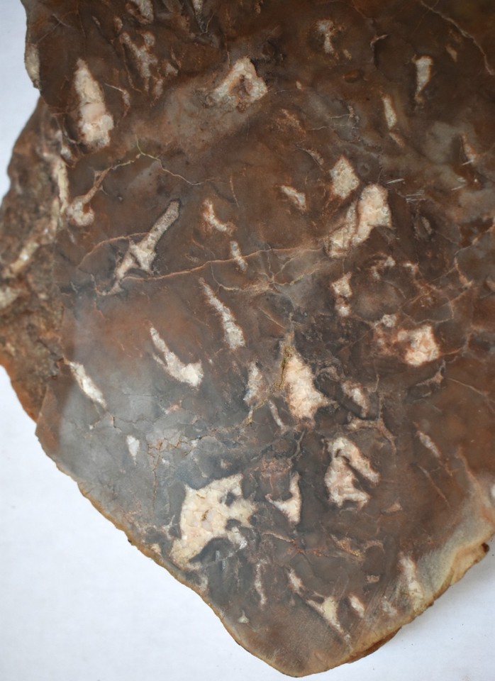 Coral Fossil Paleozoic Seabed Blue Ridge Mountains North Carolina ...